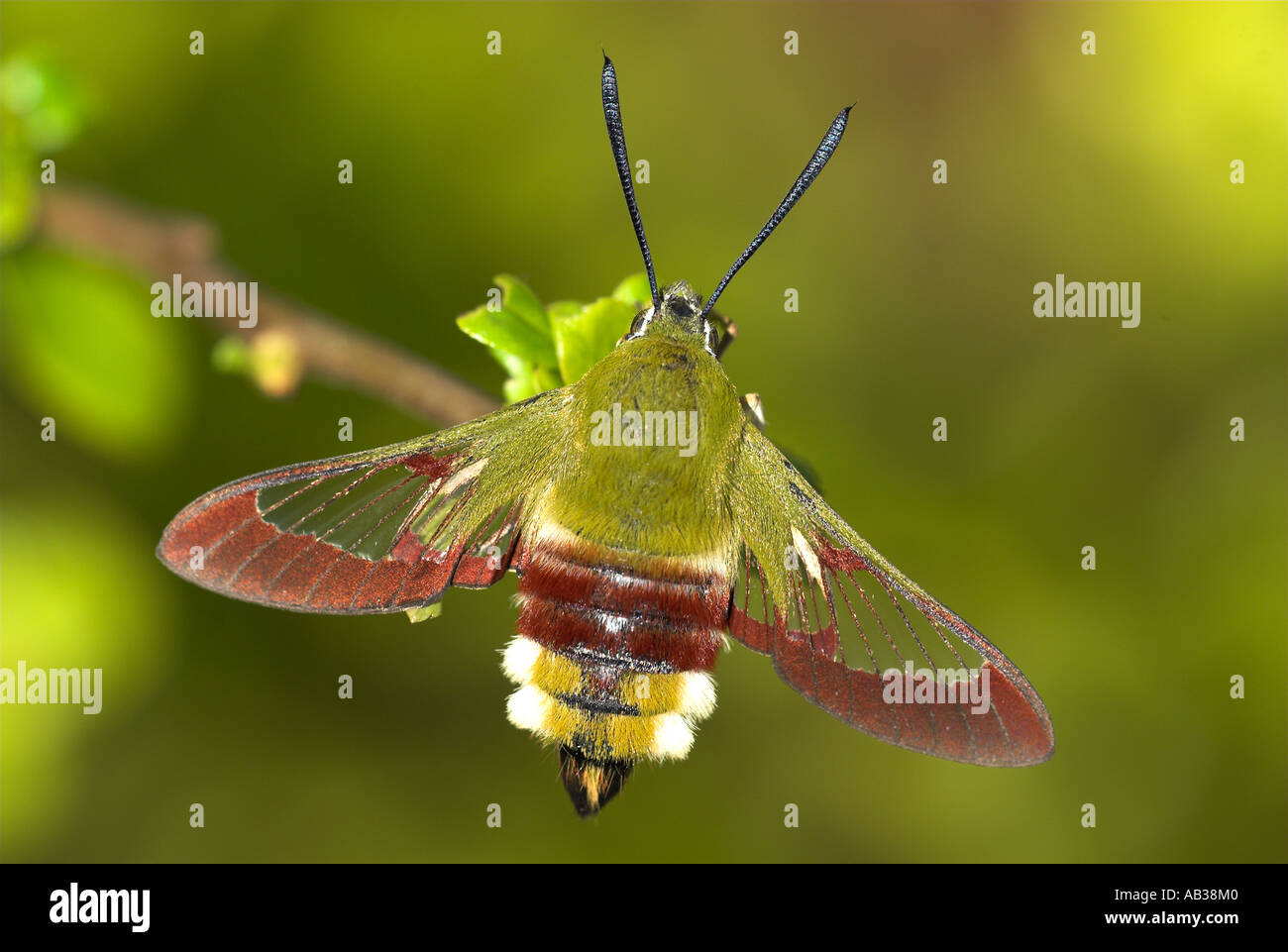 Broad Bordered Bee Hawk Moth Hemaris fuciformis showing clear wings and ...