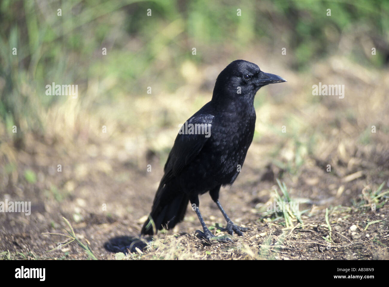 Crow American Crow Florida Stock Photo - Alamy