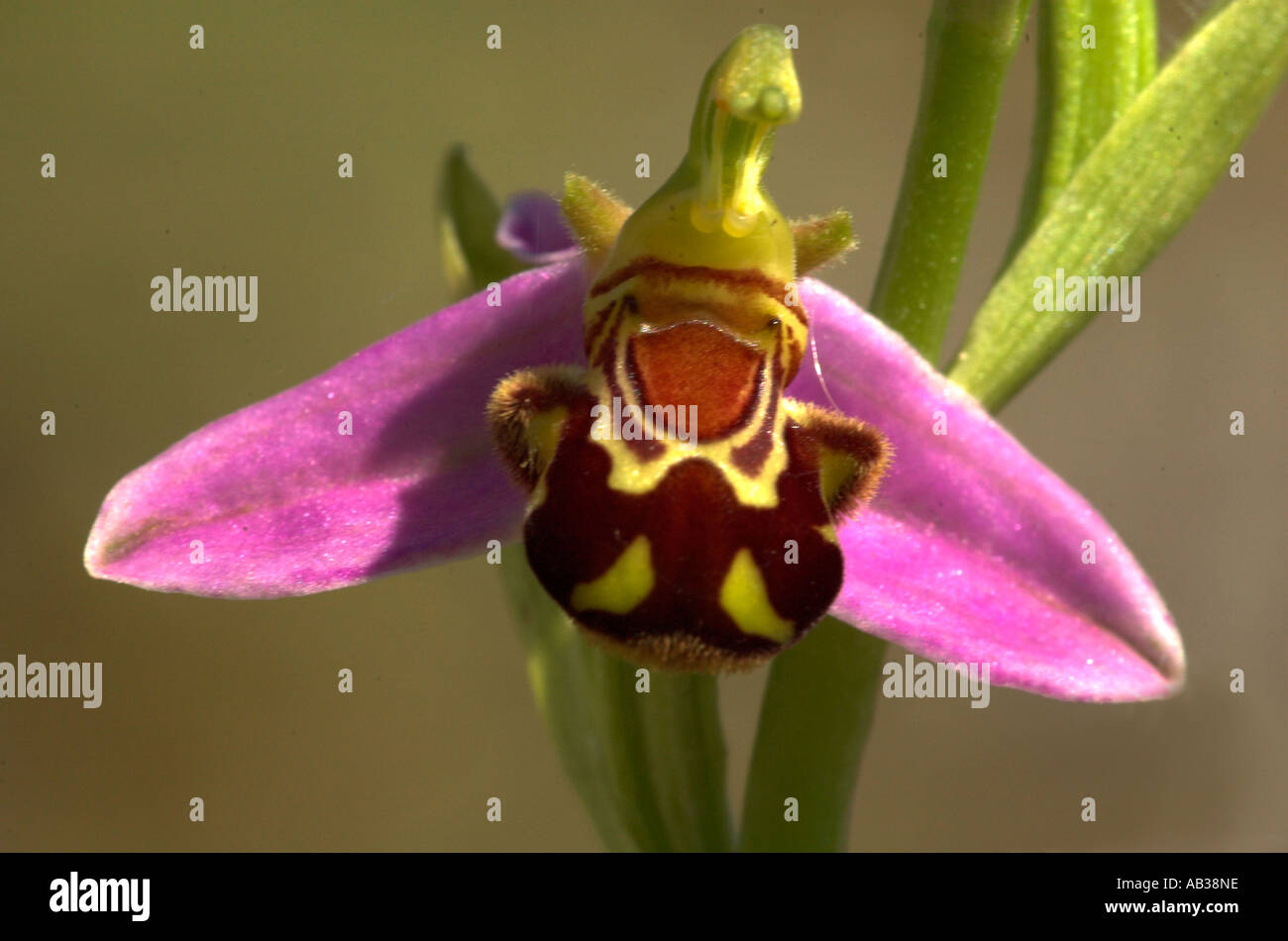 Bee Orchid Ophrys apifera close up of flower Monkton Chalkpit Nature ...