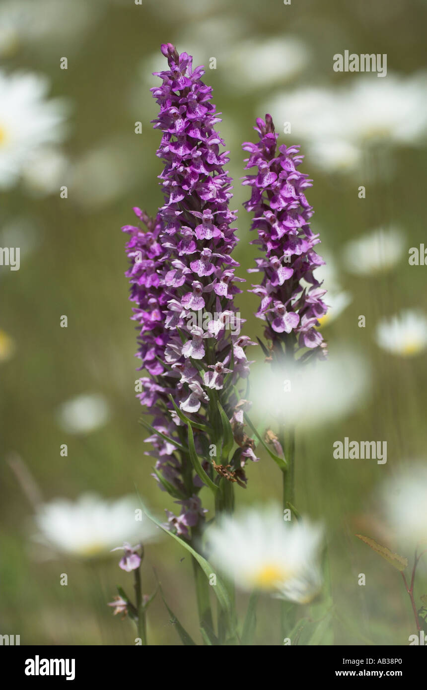 Fragrant Orchid Gymnadenia conopsea and Ox Eye Daisy Monkton Chalkpit ...