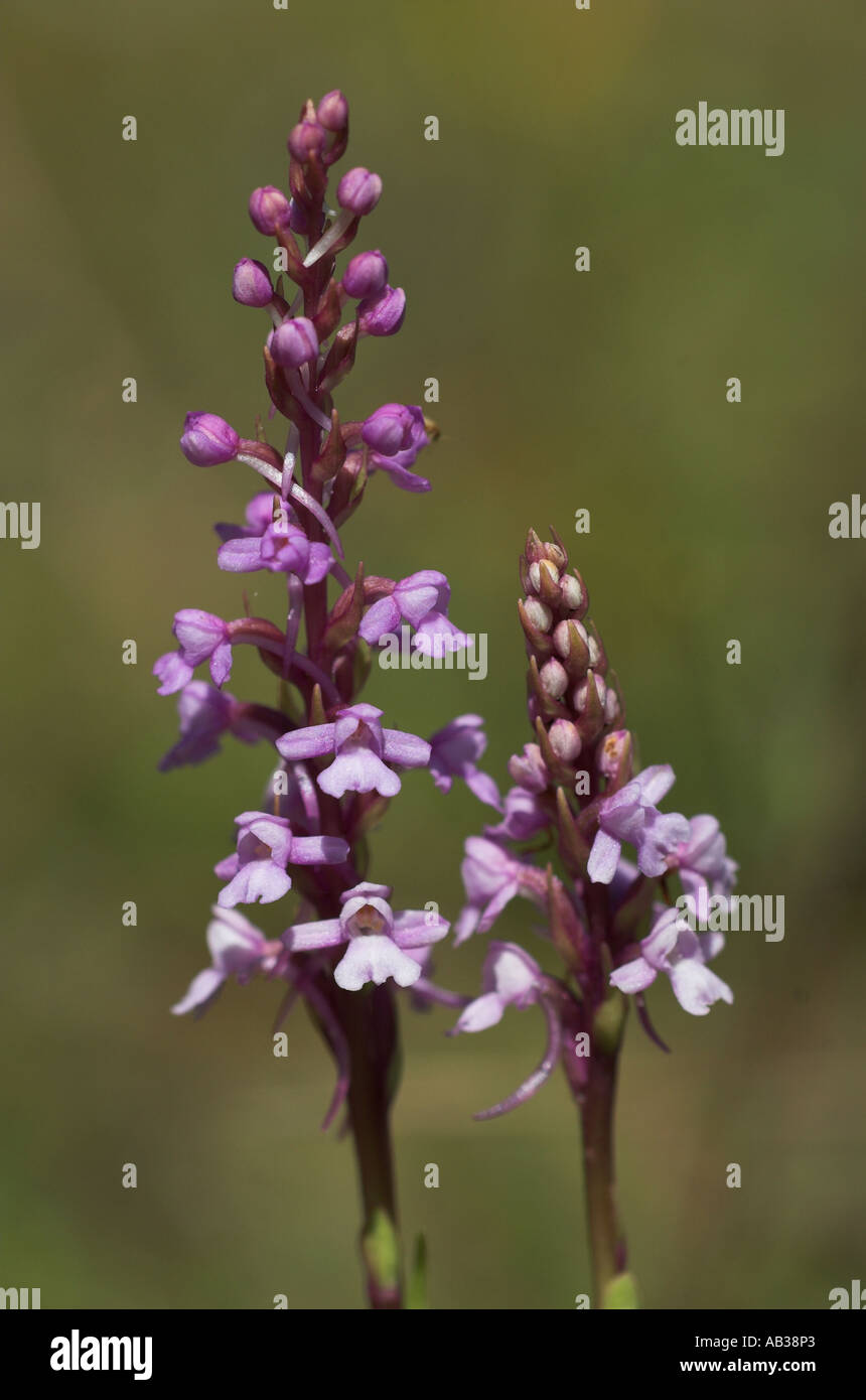 Fragrant Orchid Gymnadenia conopsea Monkton Chalkpit Nature Reserve ...