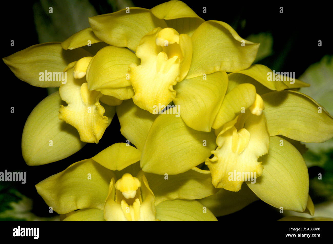 Yellow Orchid cymbidium species Stock Photo - Alamy
