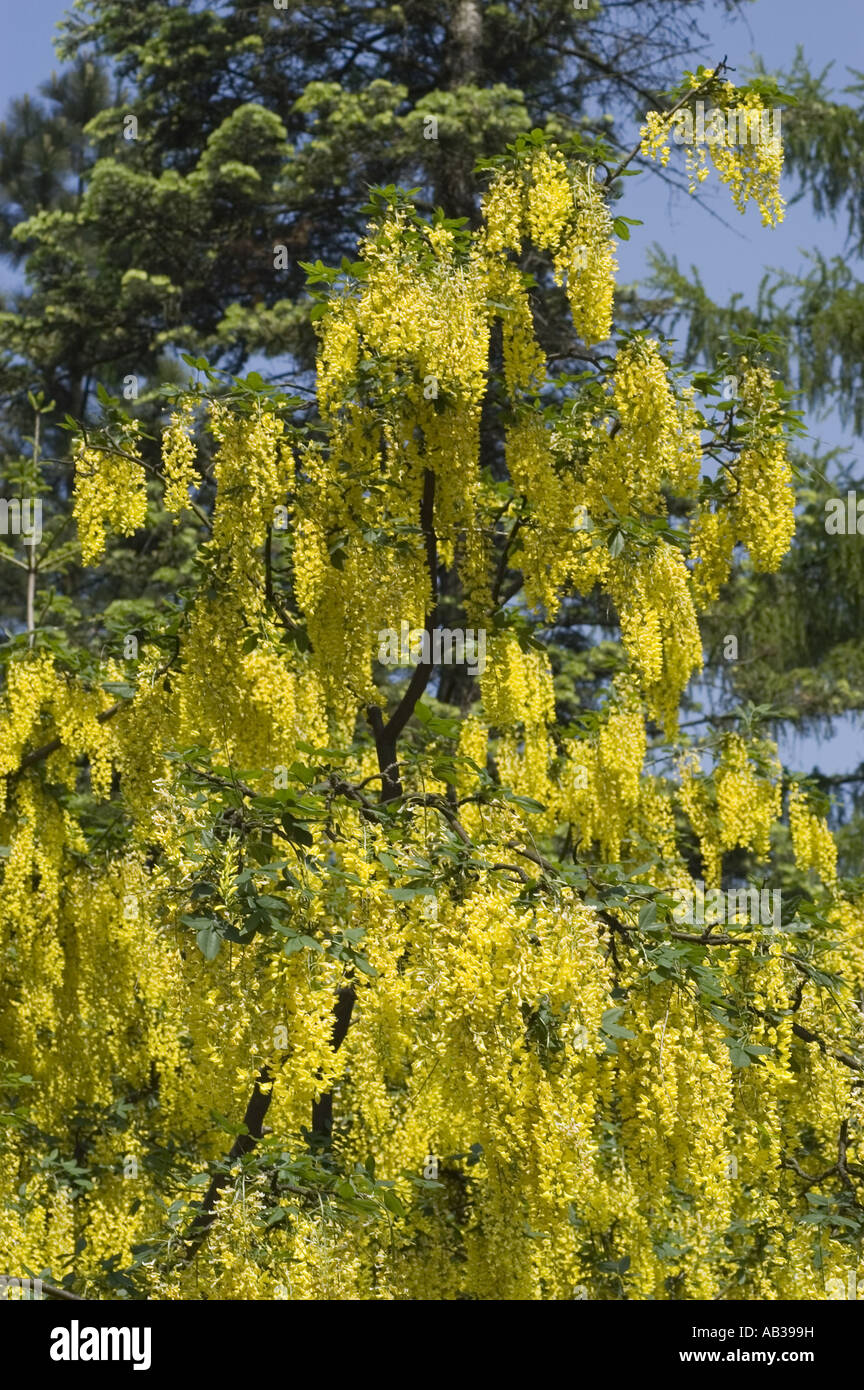 Yellow spring flowers of Common Laburnum - Laburnum anagyroides Stock ...