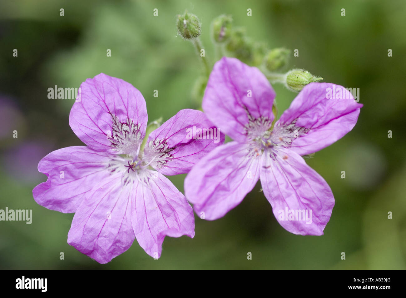 Two pink violet flowers close up of Stork bill Geraniaceae - Erodium ...
