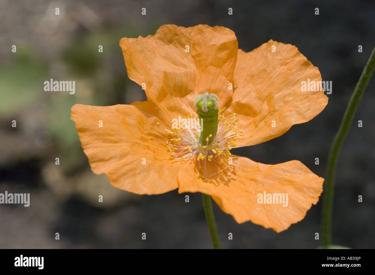Pale red spring flower close up of Popov poppy - Papaver popovii ...