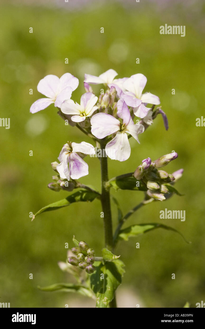 White violet spring flower close up of dames rocket - Brassicaceae ...
