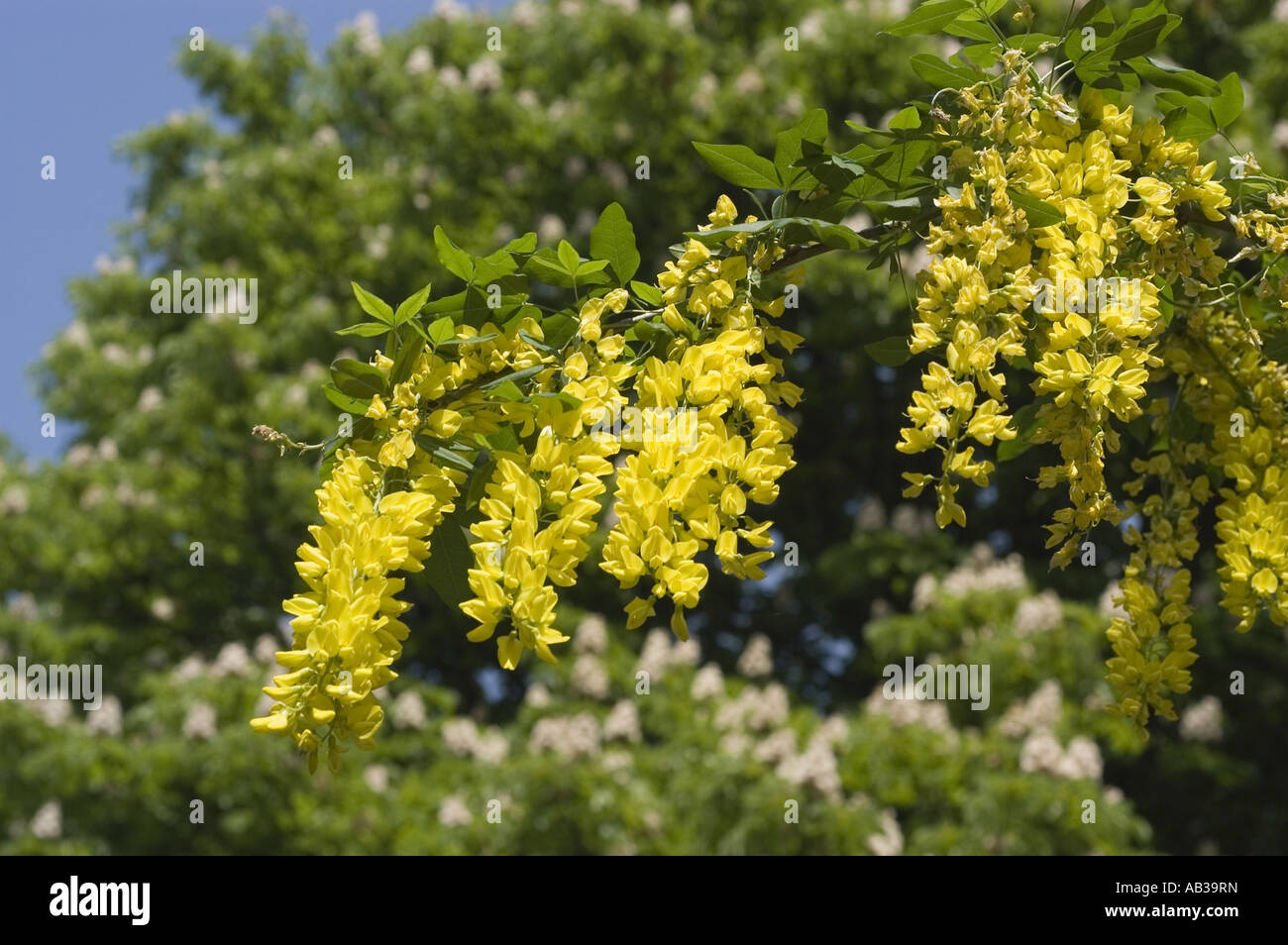 Yellow spring flowers of Common Laburnum - Laburnum anagyroides Stock ...