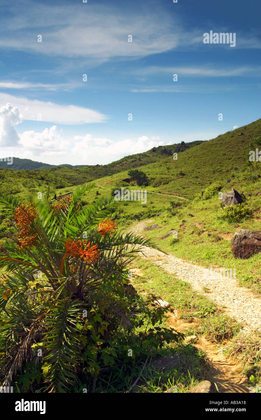 Plante forest hi-res stock photography and images - Alamy