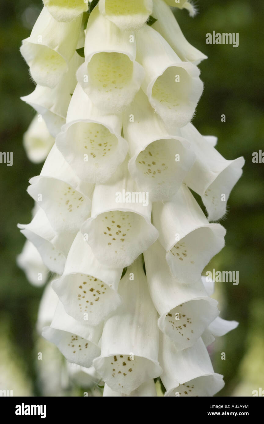 Close-up of white spring flowers of Common Foxglove - digitalis ...