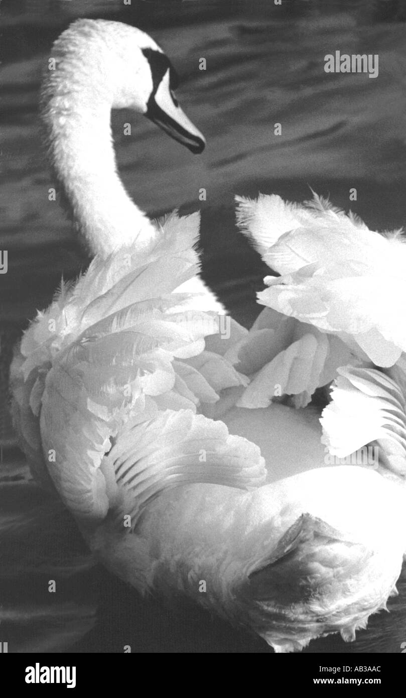 White swan B& W Stock Photo - Alamy