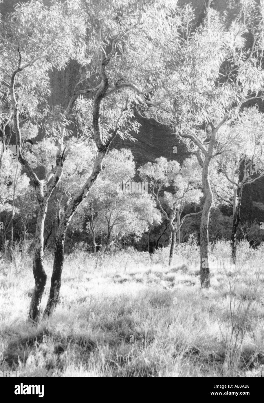 Grass and trees Black and White Stock Photos & Images - Alamy
