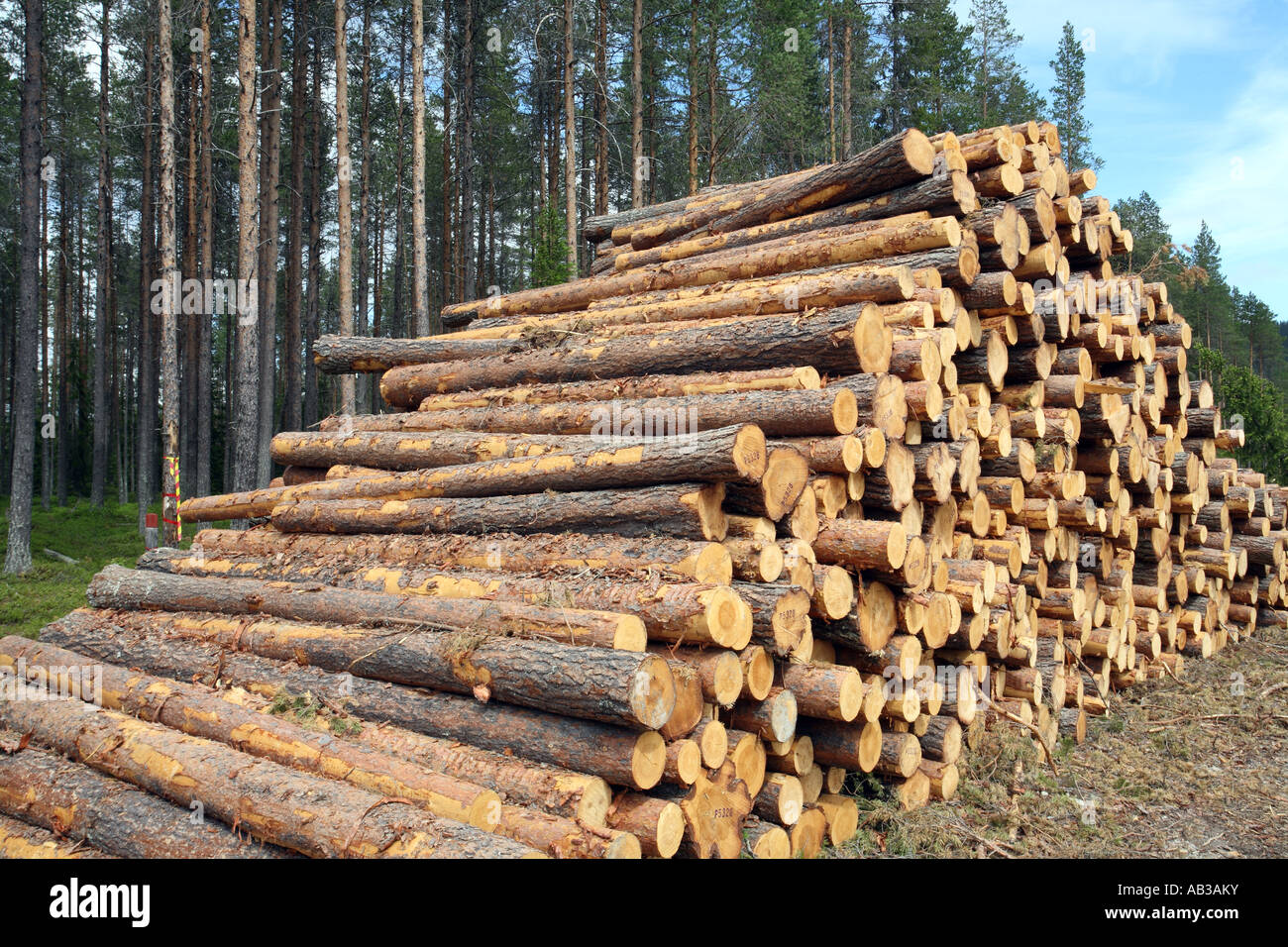 Freshly cut logs Stock Photo - Alamy