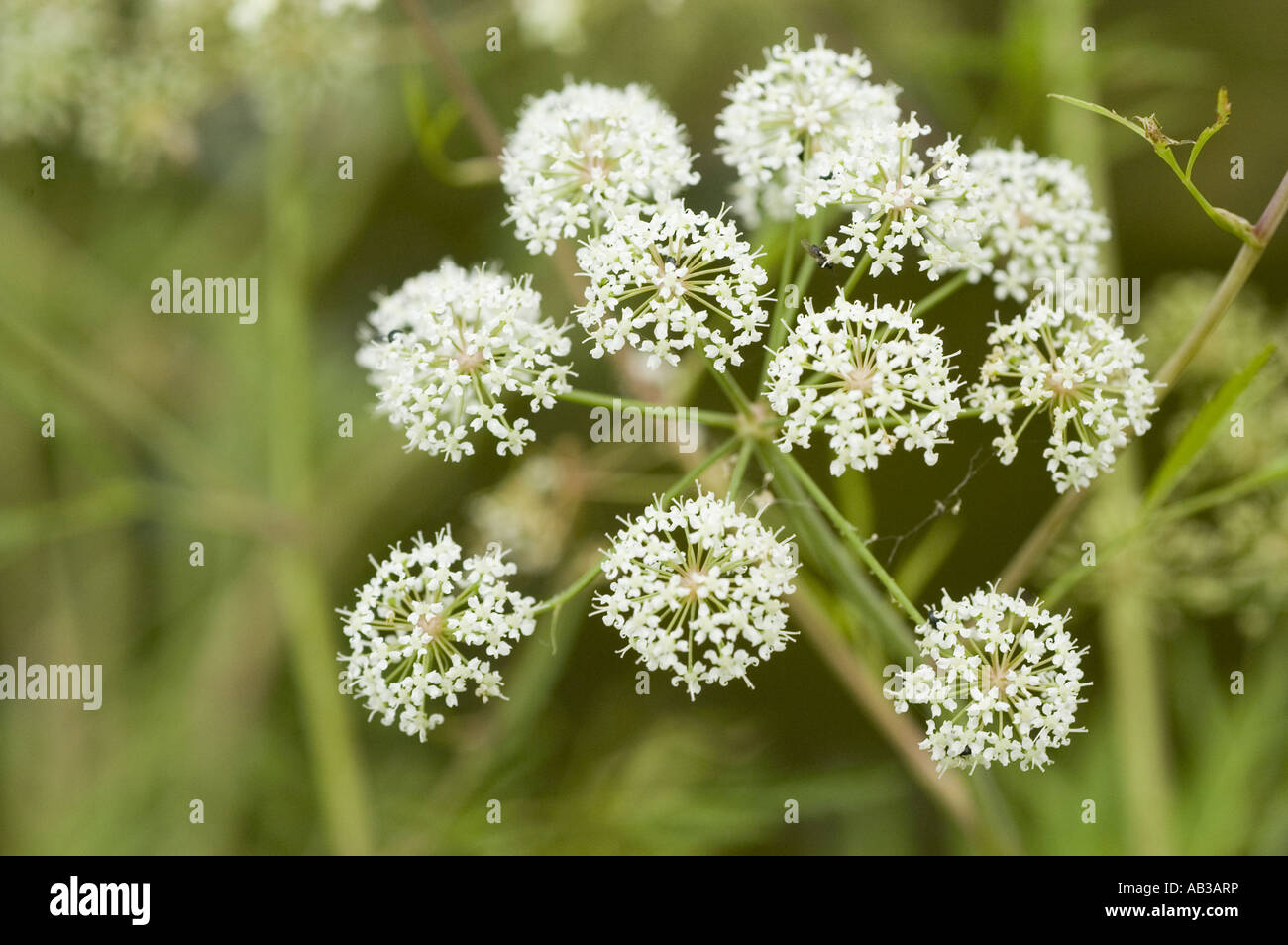 Cowbane High Resolution Stock Photography and Images - Alamy
