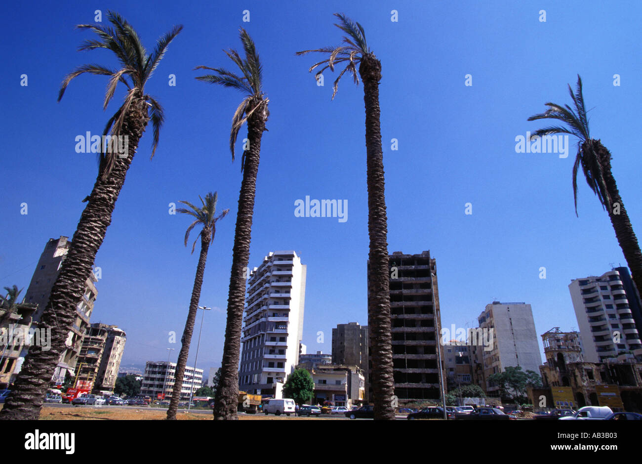 Newly planted palm trees in Beirut, Lebanon Stock Photo - Alamy