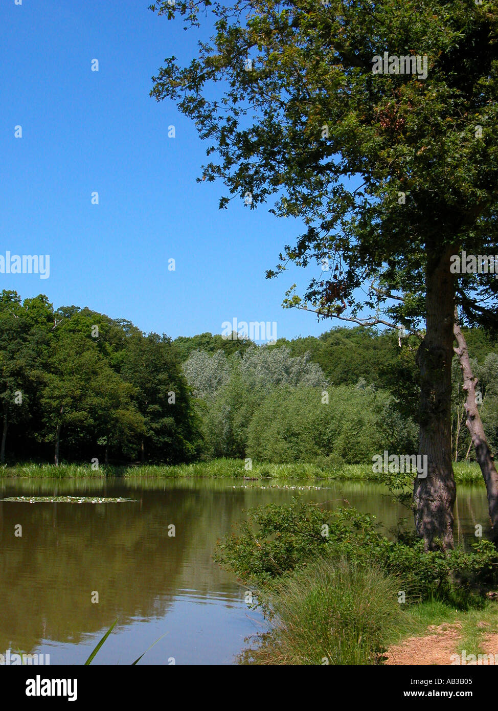 lake and trees Stock Photo - Alamy