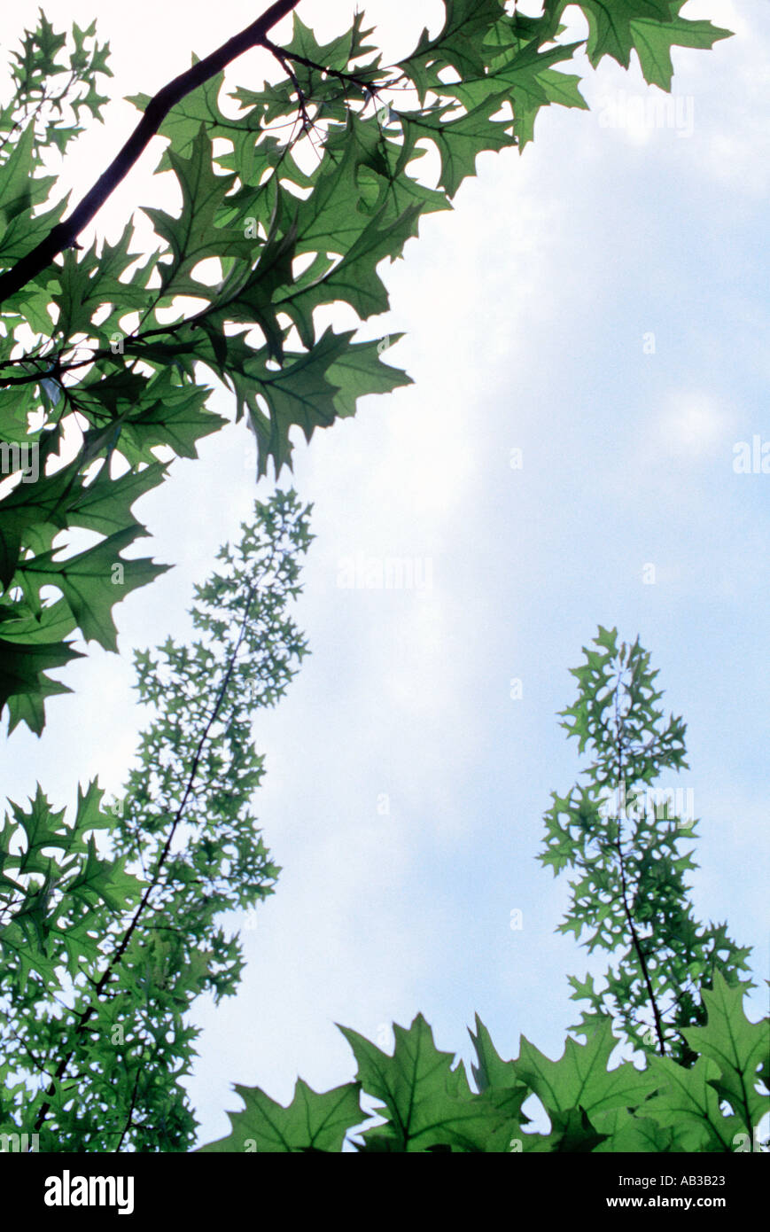 Branching growth patterns hi-res stock photography and images - Alamy