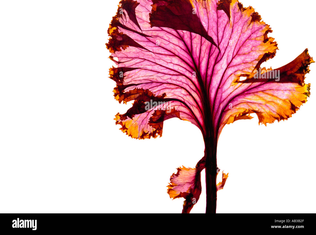 Dried Kale on white background Stock Photo - Alamy