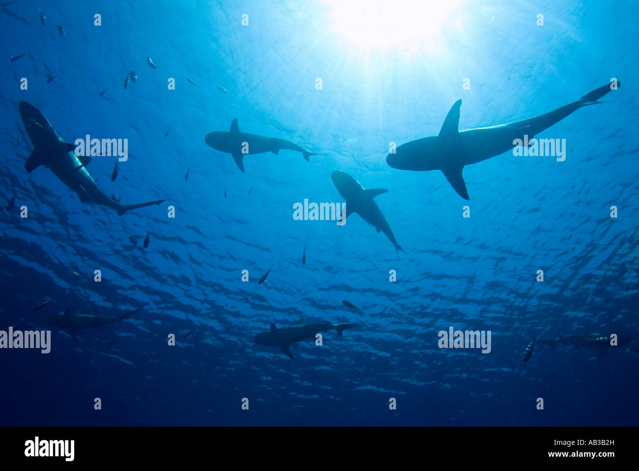a school of sharks Stock Photo - Alamy