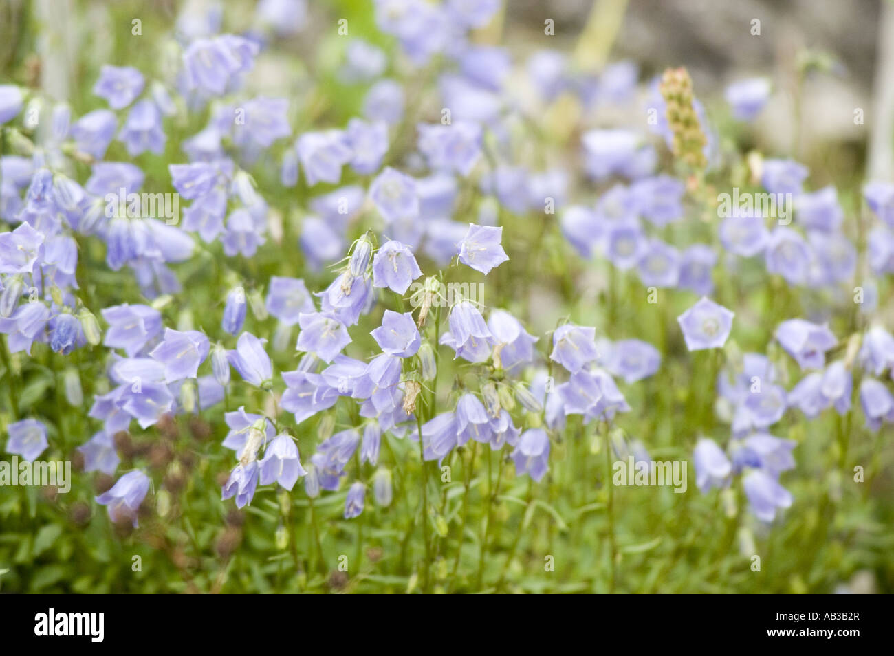 Blue spring Bellflower - Campanulaceae - Campanula cochleariifolia ...