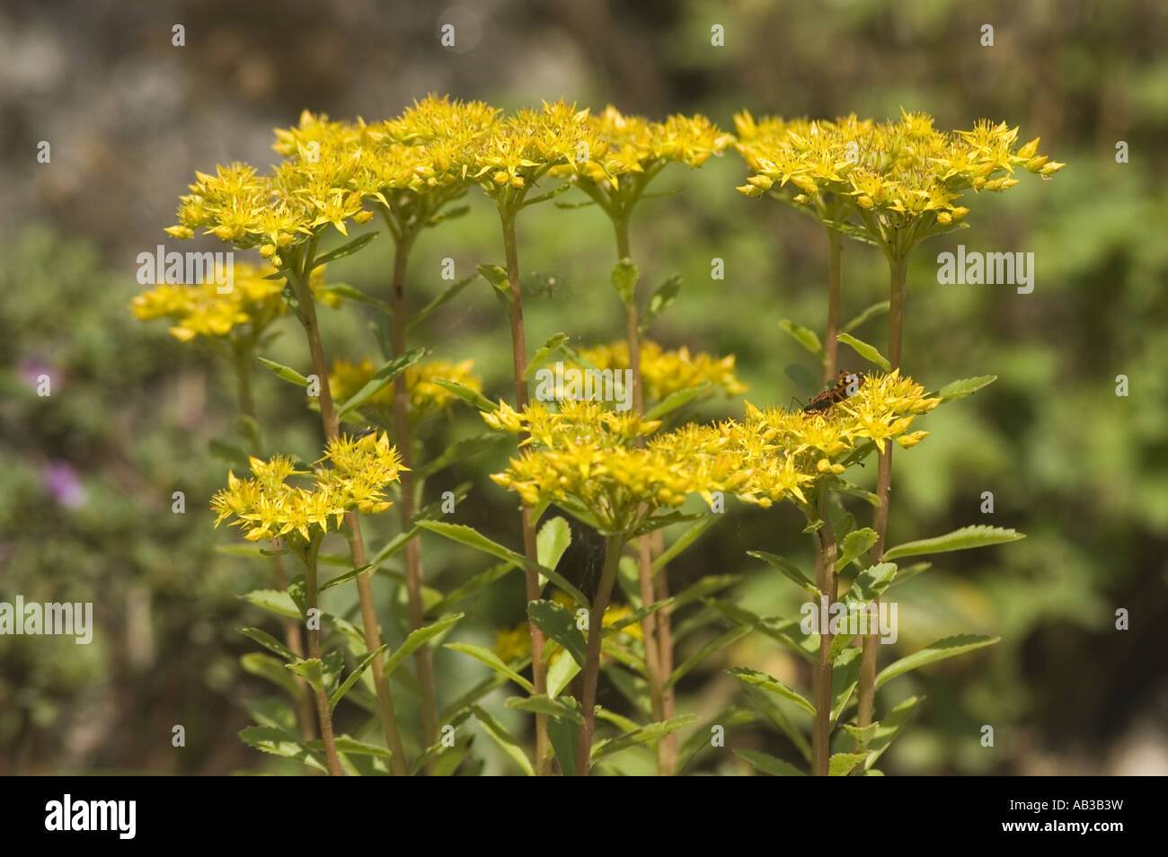 Minuartia kashmirica hi-res stock photography and images - Alamy