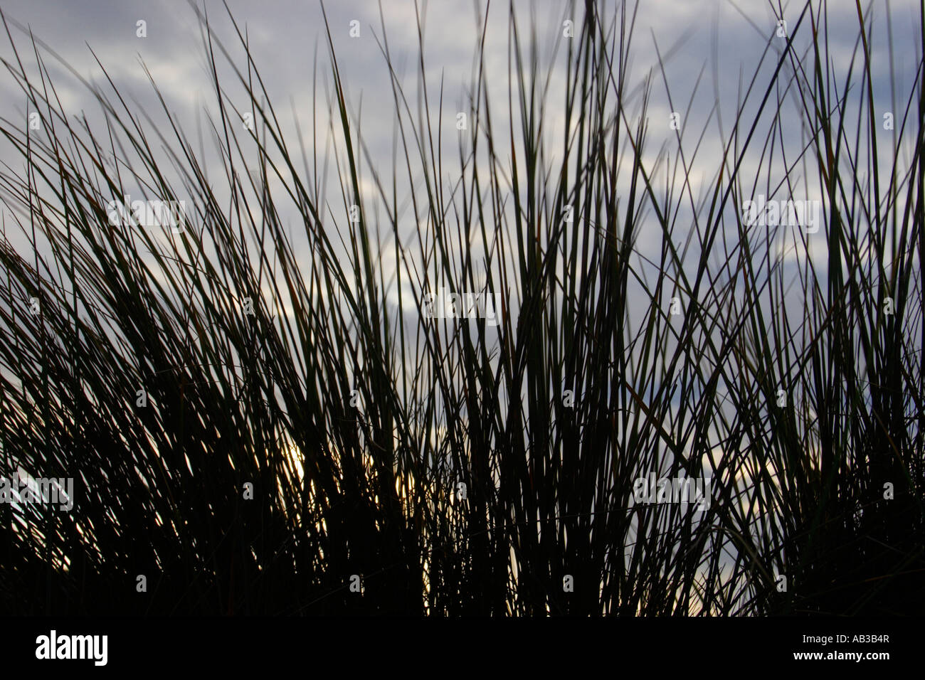 STORMY SKY GLIMPSED THROUGH MARRAM GRASS Stock Photo - Alamy