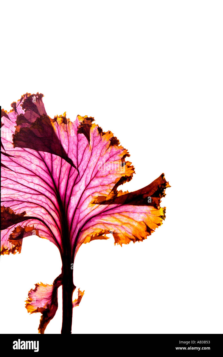 A close up image of dried Kale leaf on white Stock Photo - Alamy