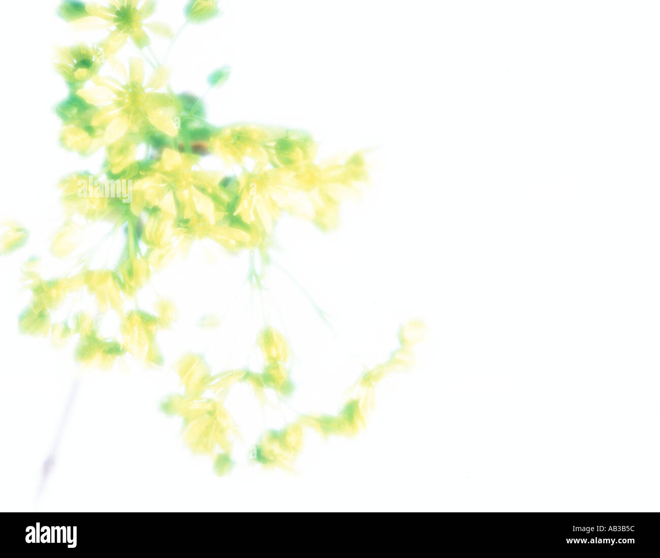 Maple tree buds in Springtime Stock Photo - Alamy