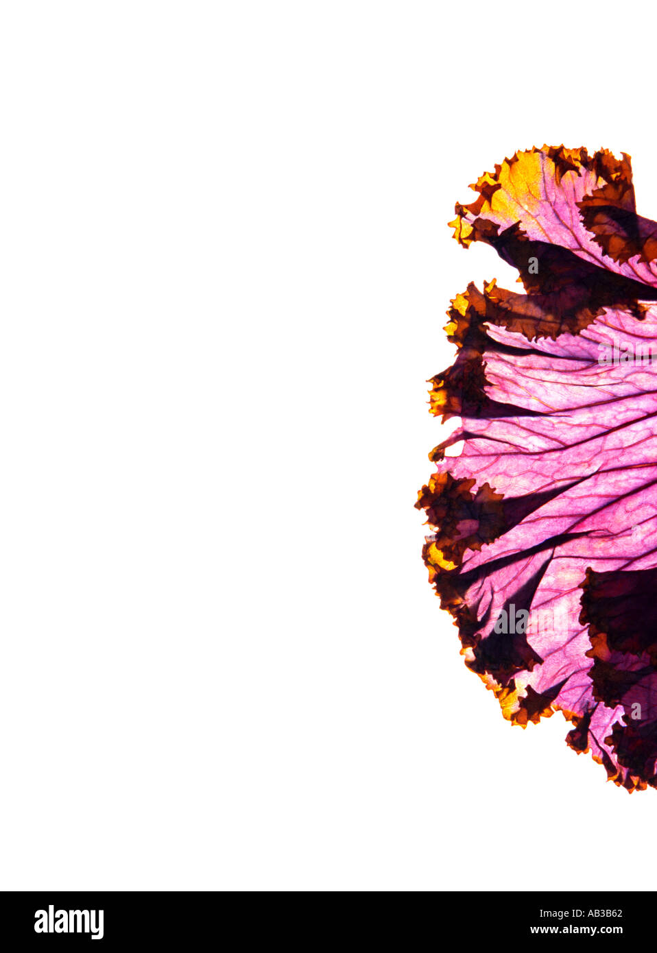 Dried Kale on white background Stock Photo - Alamy