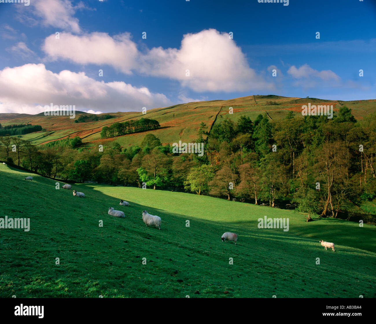 Rough Fell Sheep in Dentdale The Yorkshire Dales England Stock Photo ...