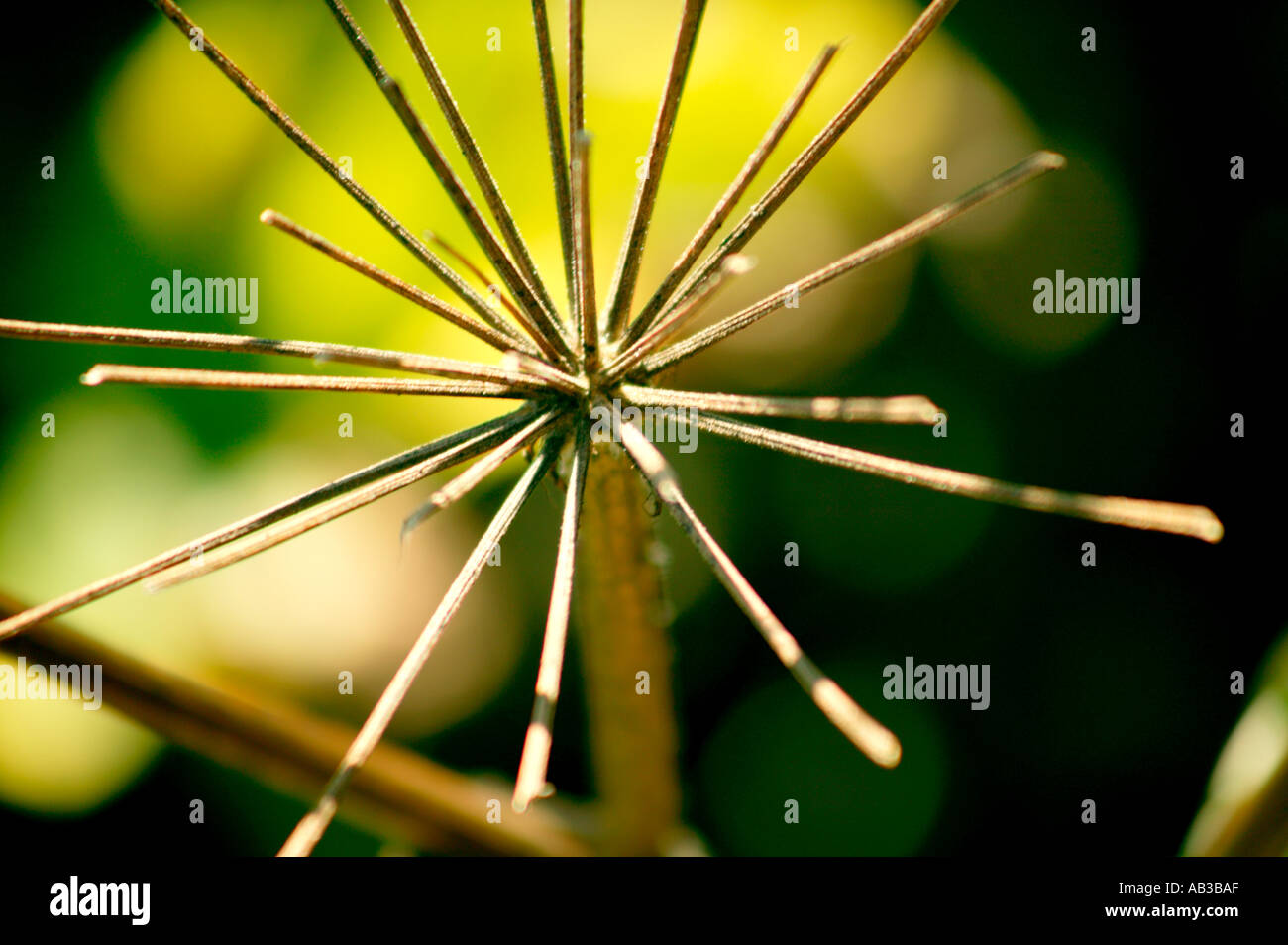 Spike stick hi-res stock photography and images - Alamy