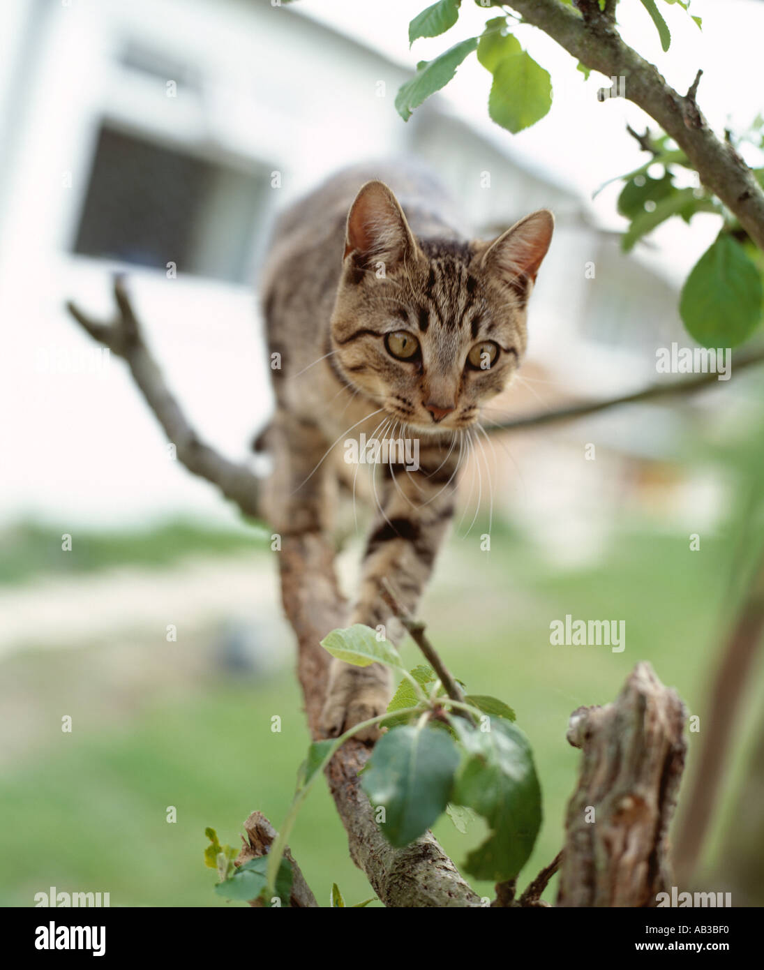 Cat walking along branch Stock Photo - Alamy