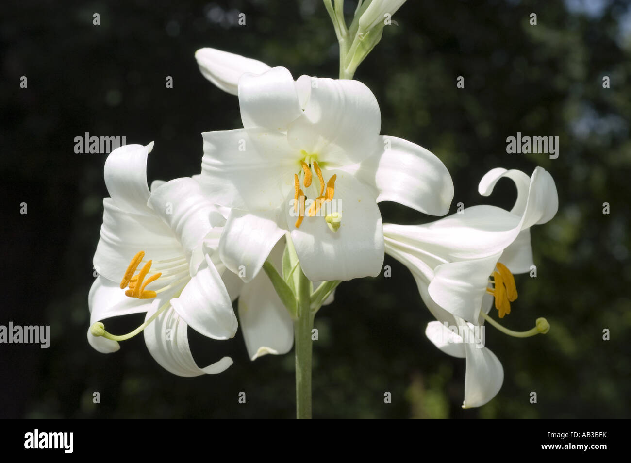 White spring flower of Madonna lily (Lilium candidum) in bloom ...