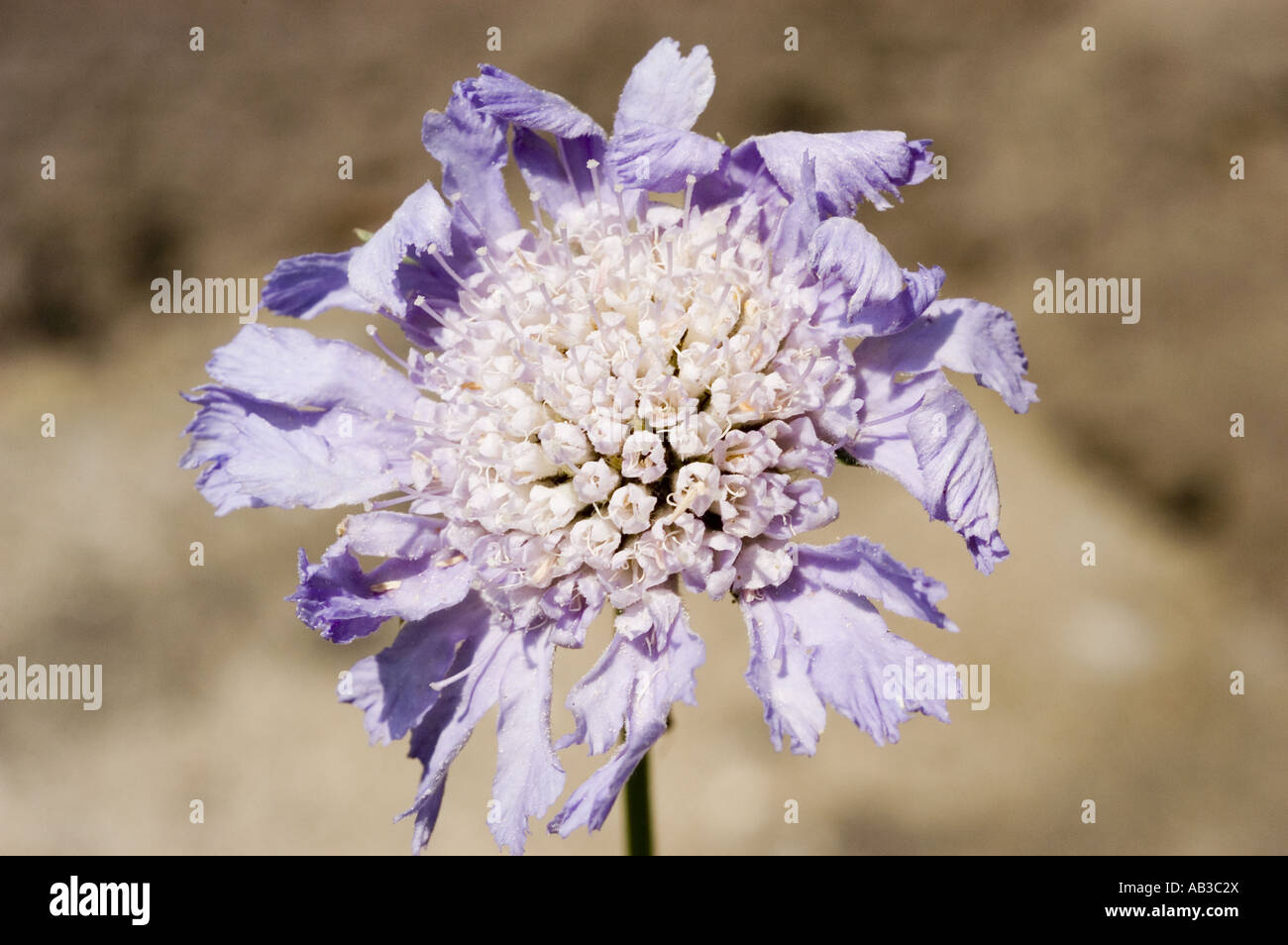 Pale blue Caucasian pincushion flower (Scabiosa caucasica), driakiew ...