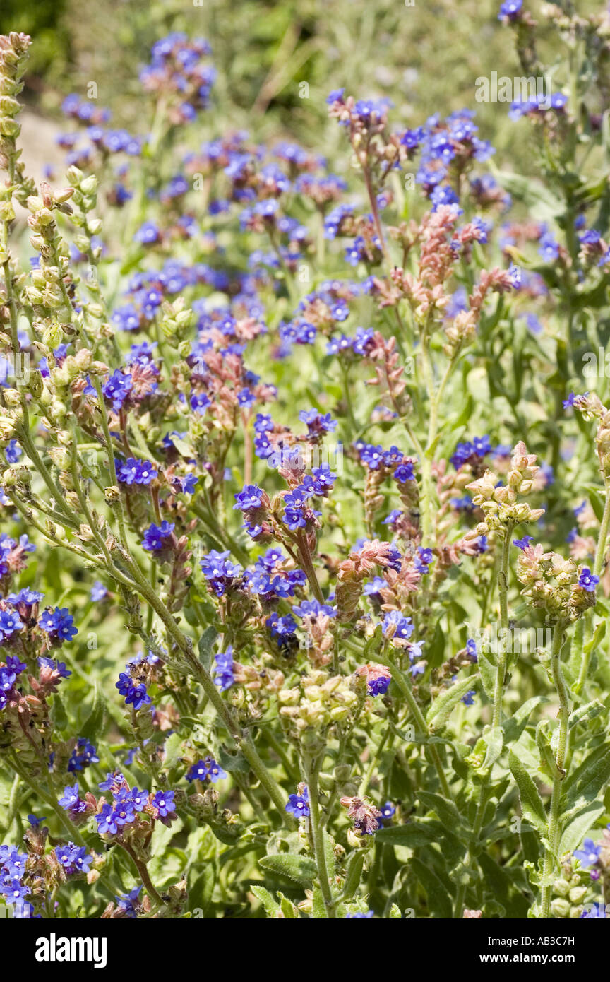 Small blue flowers of Italian bugloss - Anchusa azurea Stock Photo - Alamy