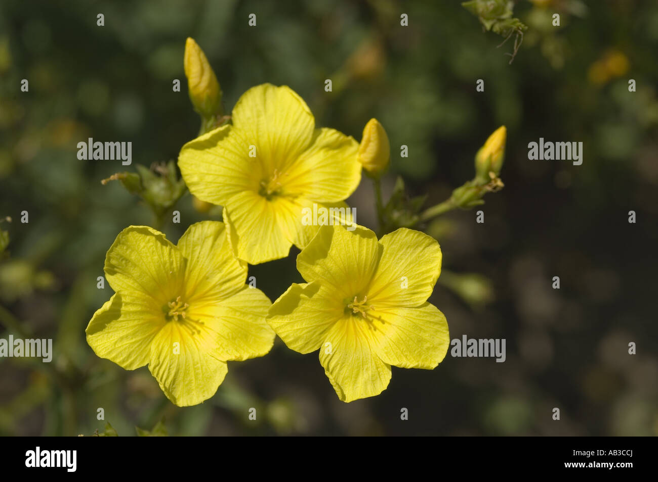 Yellow flowers of Golden flax - Linum flavum Stock Photo - Alamy