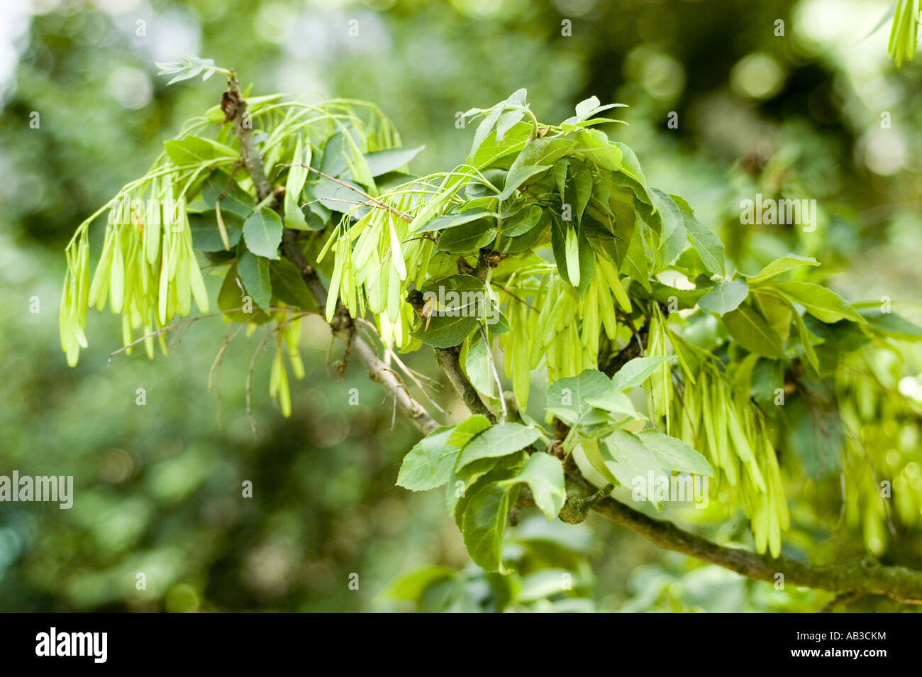 Green Ash Fruit