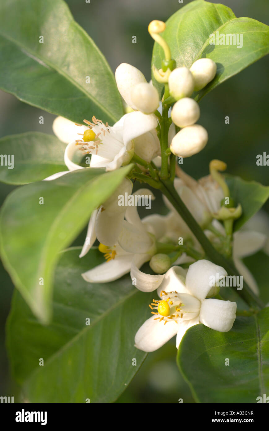 Orange tree flowers blossoms Stock Photo - Alamy