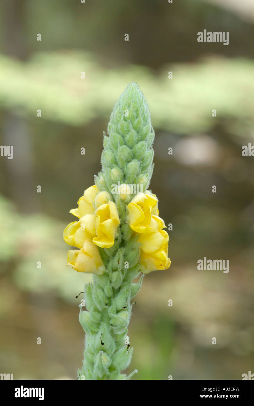 Common Mullein -Verbascum thapsus- during the summer months in New ...