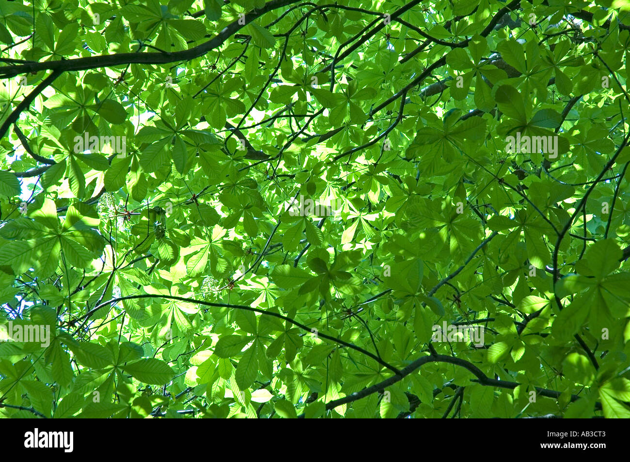 Wooded canopy view hi-res stock photography and images - Alamy