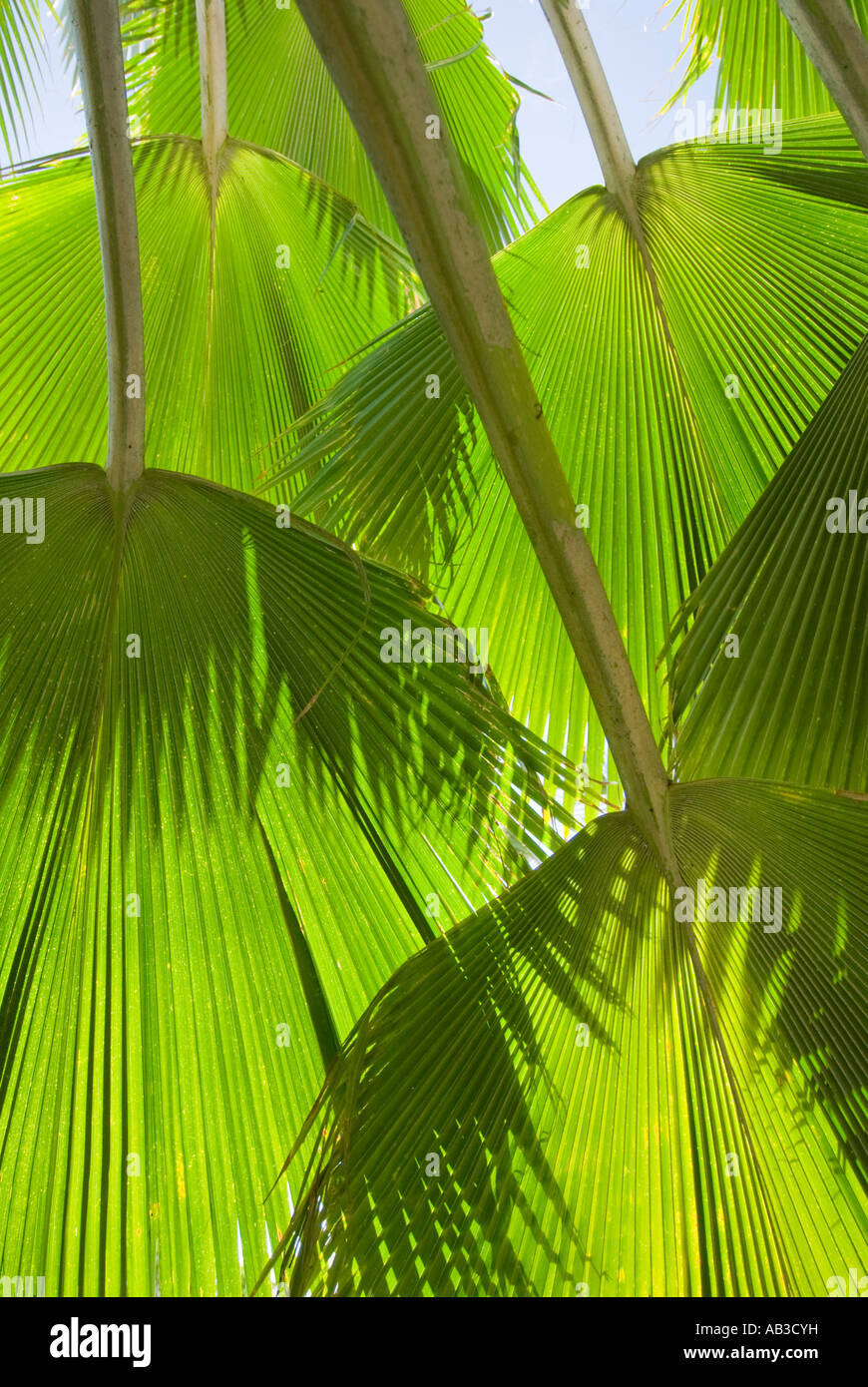 Hawaiian fan palm hi-res stock photography and images - Alamy