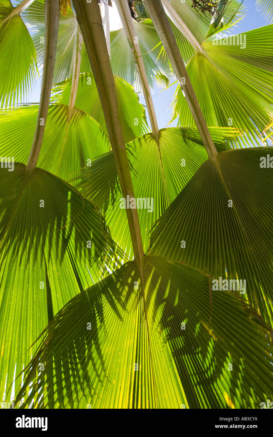 Fan Palm fronds Kailua Oahu Hawaii Stock Photo - Alamy