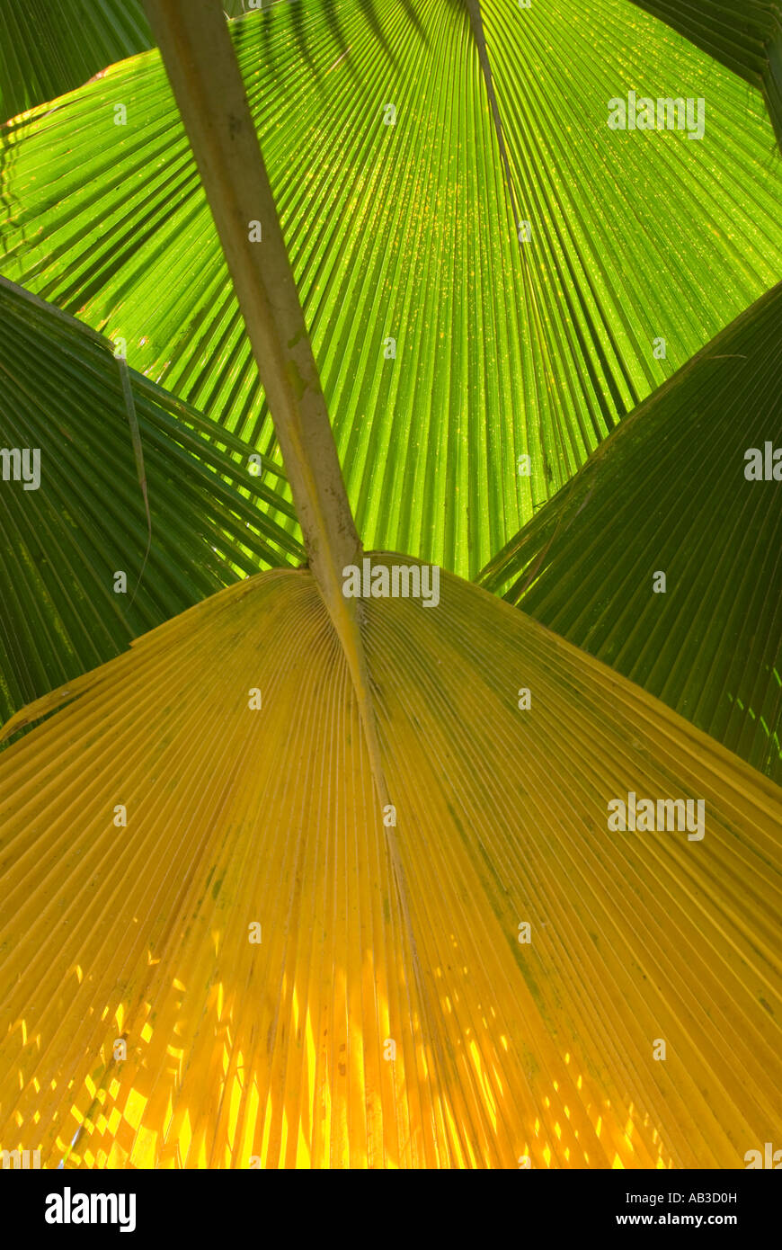 Fan Palm fronds Kailua Oahu Hawaii Stock Photo - Alamy