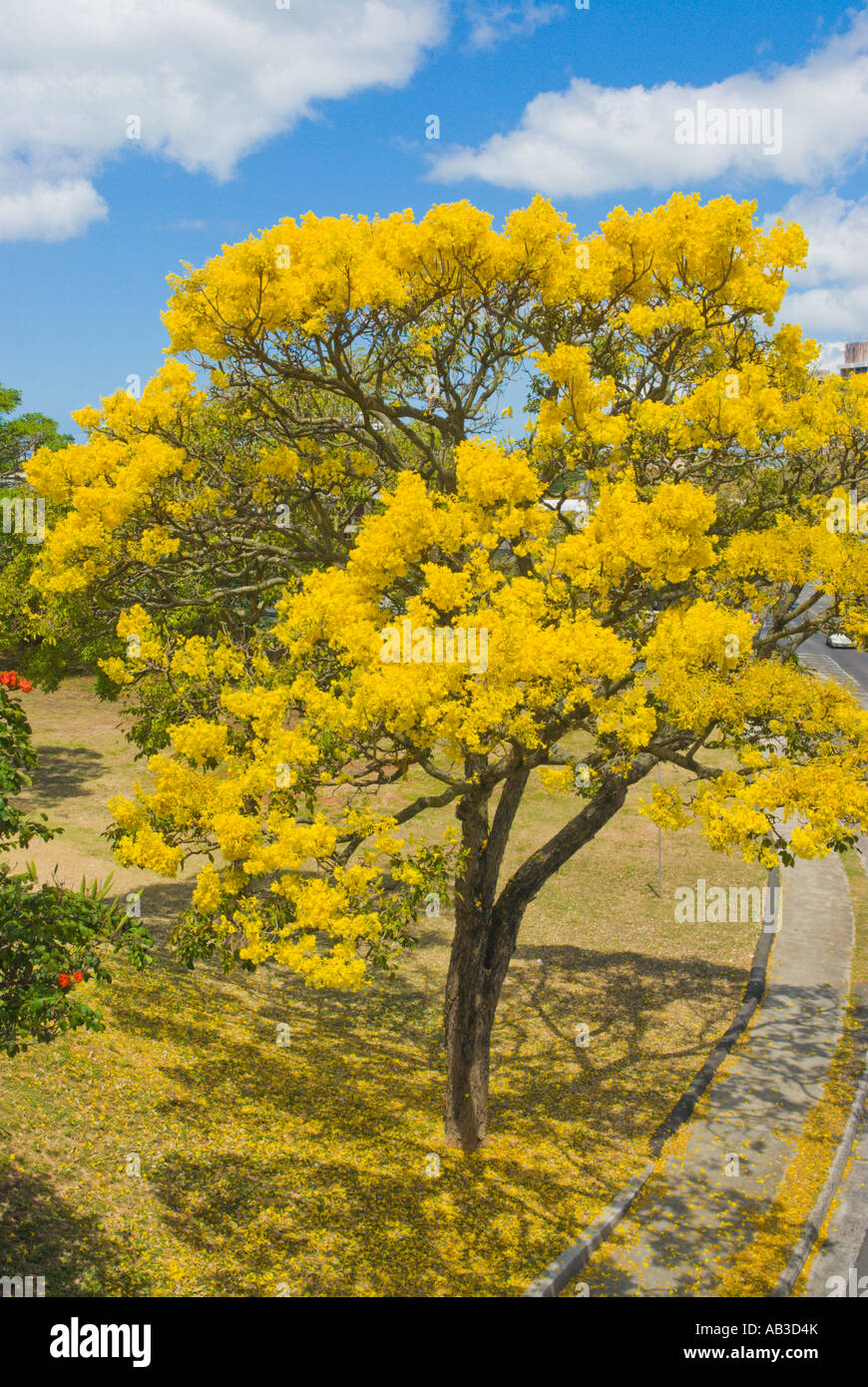 Golden shower tree full hi-res stock photography and images - Alamy