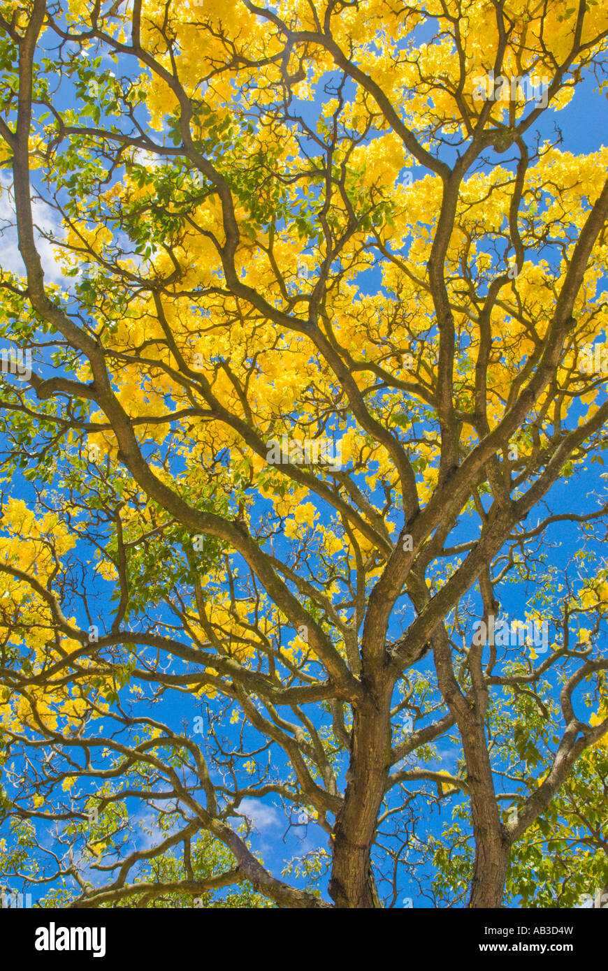 Golden shower tree Honolulu Hawaii Stock Photo - Alamy