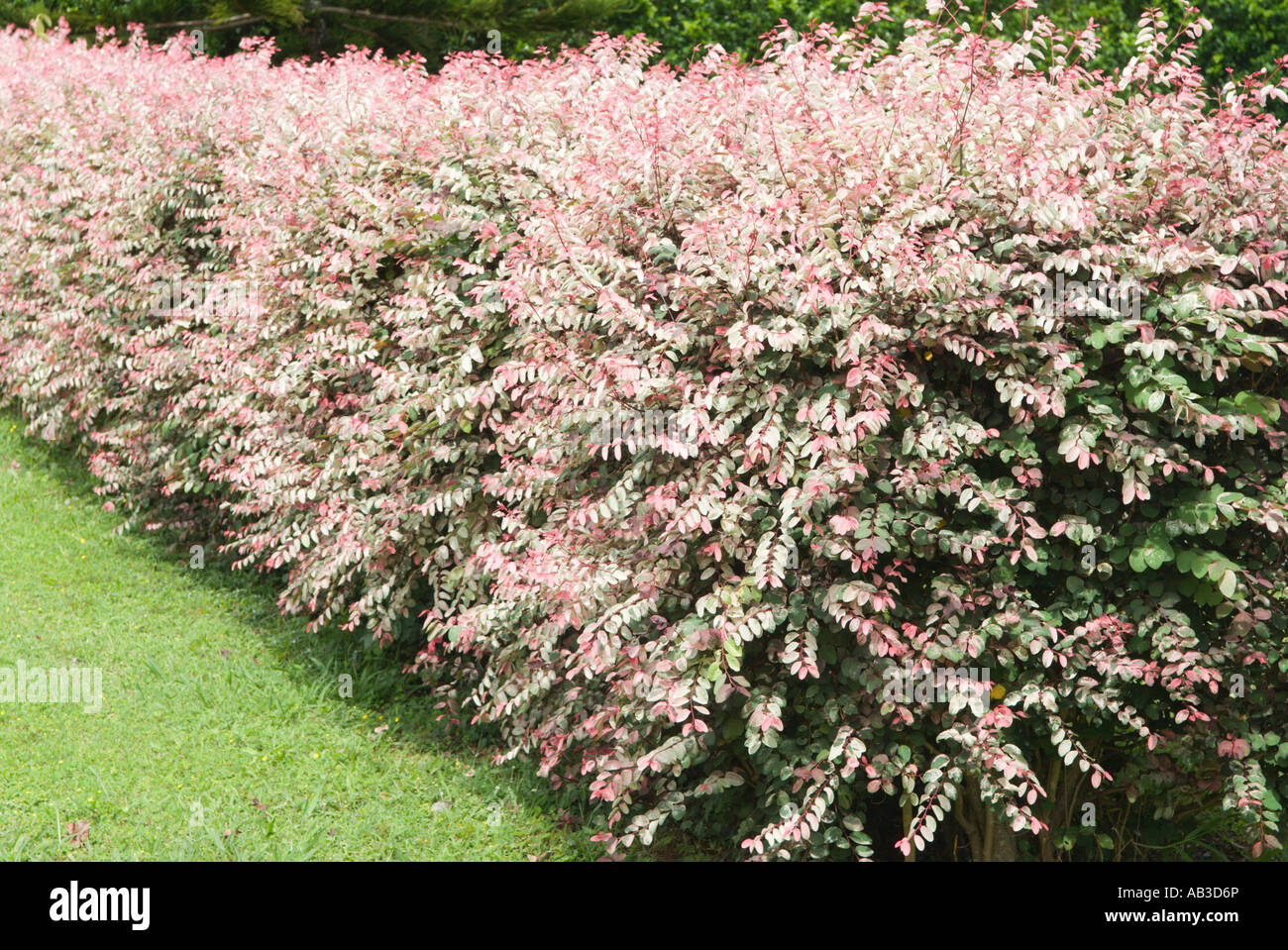 Snowbush High Resolution Stock Photography and Images - Alamy