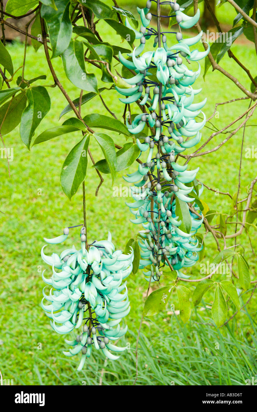 Jade plants hi-res stock photography and images - Alamy