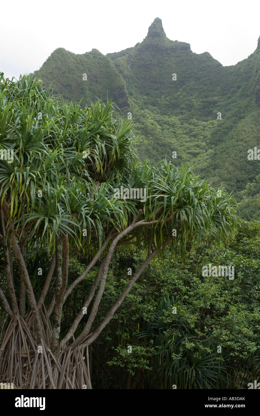 Limahuli Garden and Preserve, National Tropical Botanical Gardens ...