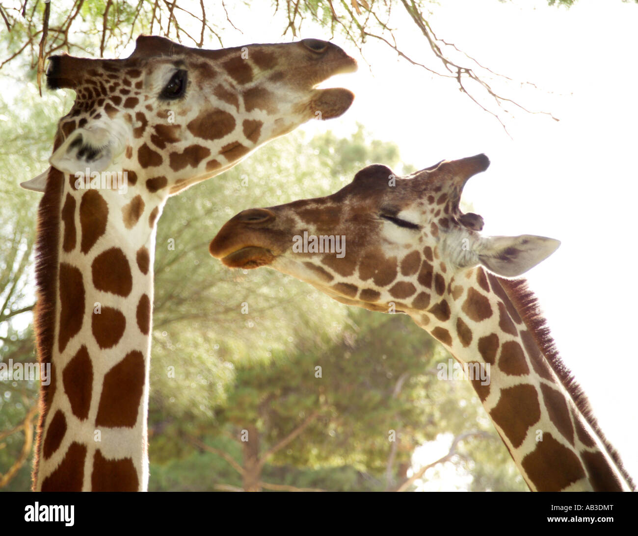Two giraffes long necks hi-res stock photography and images - Alamy