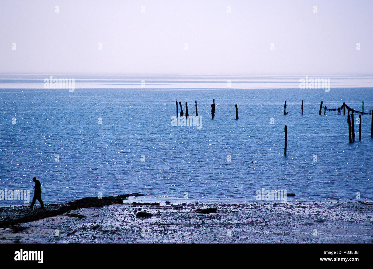 Woman Digging Clams High Resolution Stock Photography and Images - Alamy