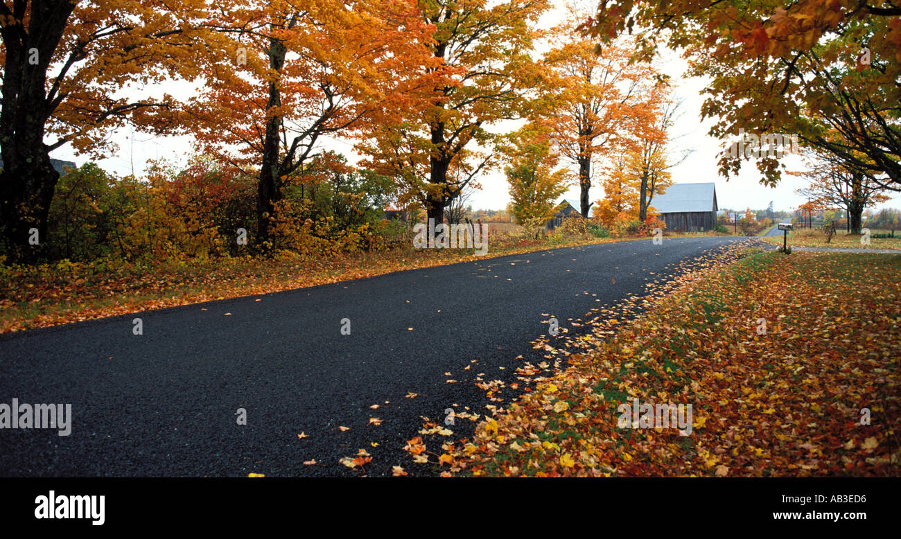 country lane lined by maple trees in fall colours colors in New ...